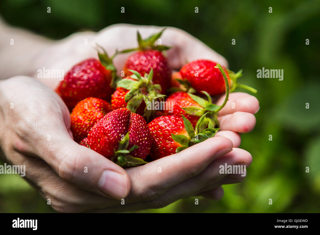 Male hands holding strawberries Stock Photo - Alamy