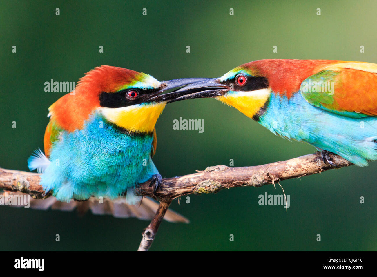 Firm handshake hi-res stock photography and images - Alamy