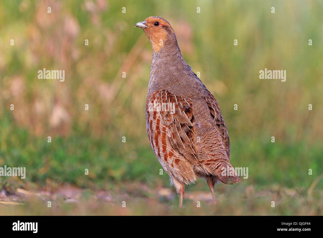 gray partridge is a full-length Stock Photo - Alamy