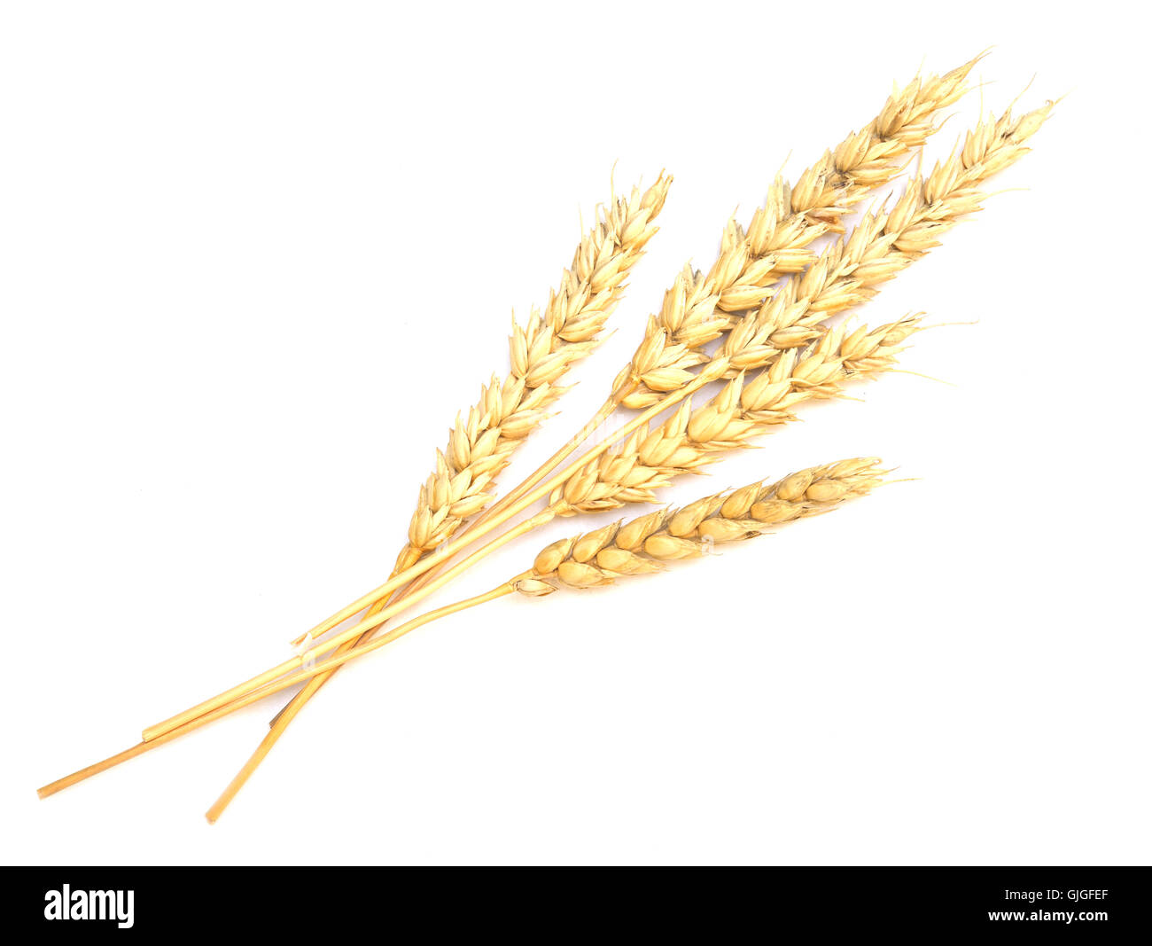 wheat isolated on white background Stock Photo - Alamy
