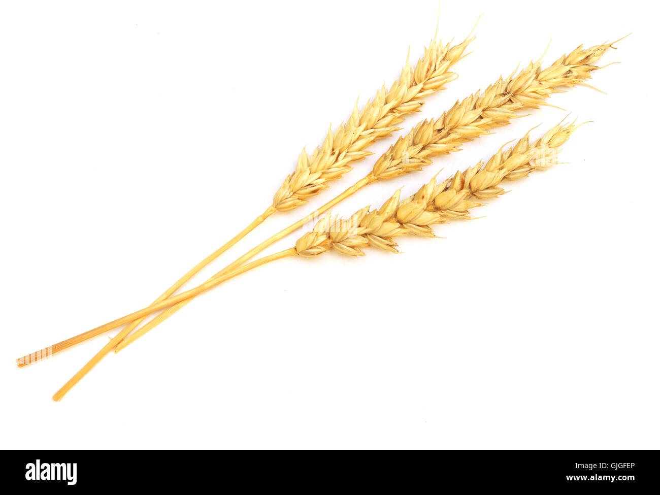 wheat isolated on white background Stock Photo - Alamy