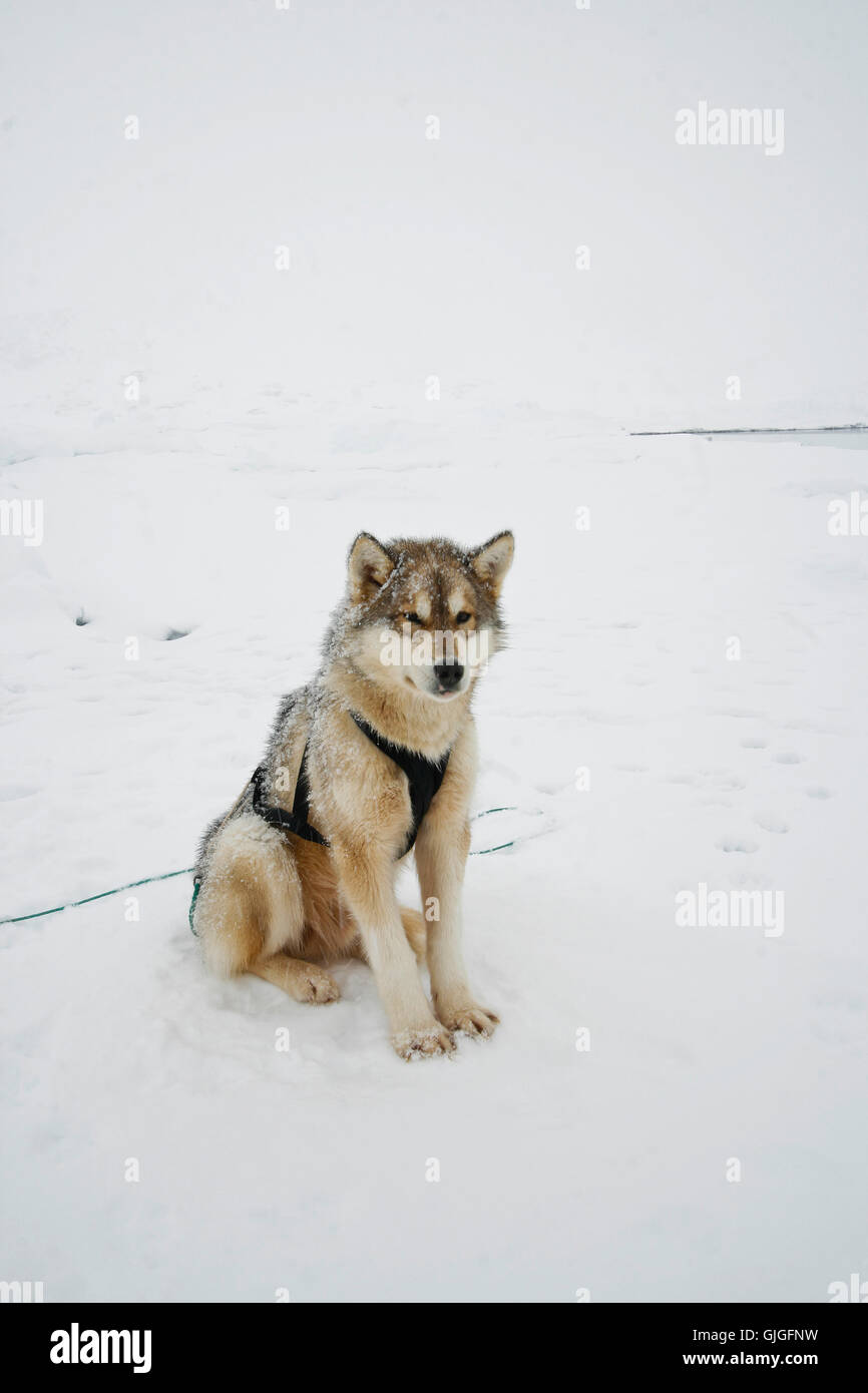 Northern sled dog hi-res stock photography and images - Alamy
