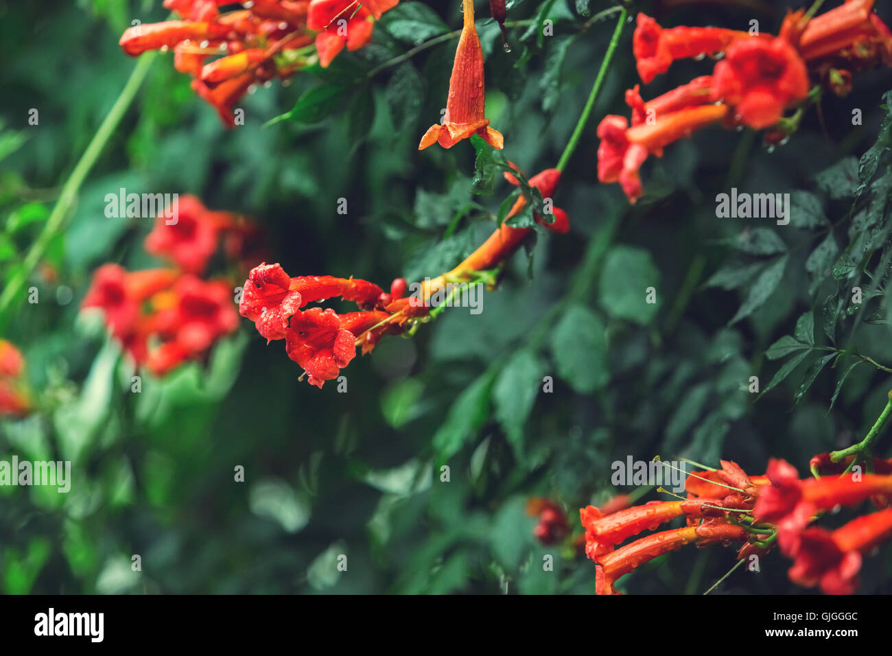 Liana Vine Flower