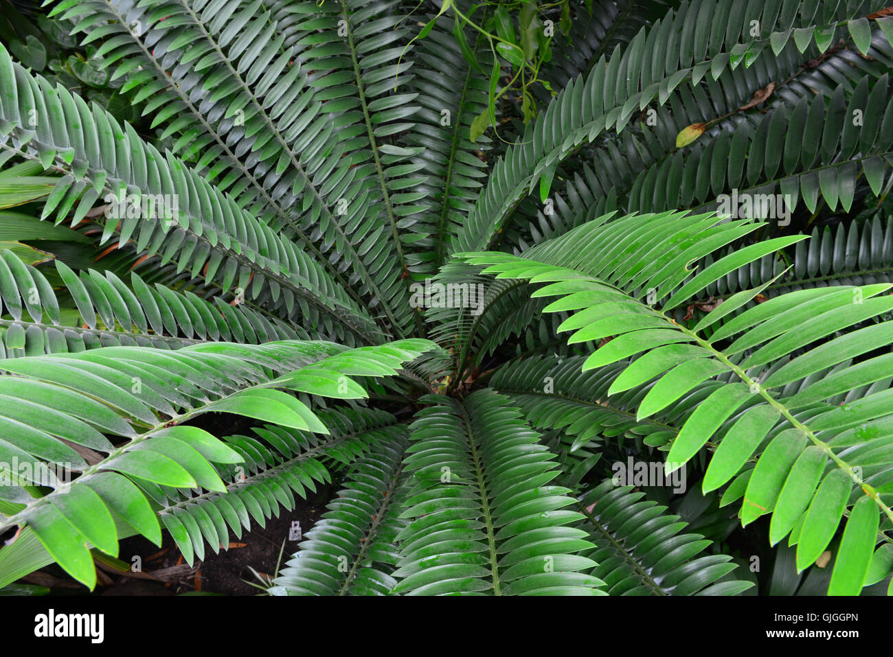 Tropical ravine house hi-res stock photography and images - Alamy