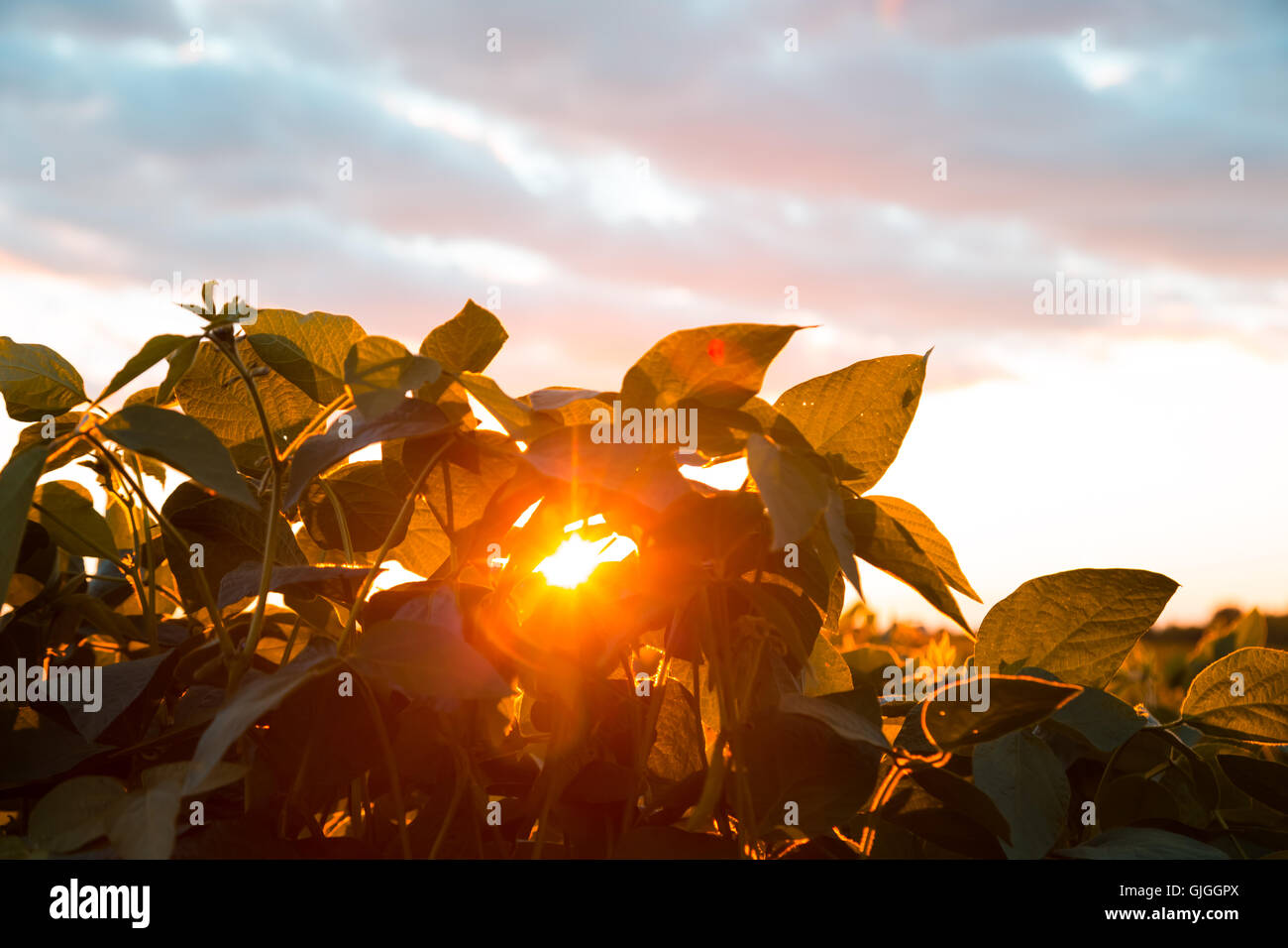 Beautiful sunset behind the green plants. The sun goes below the ...