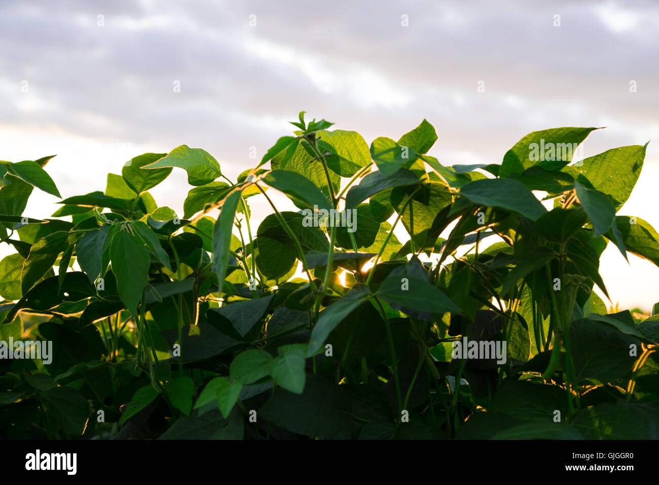 Breathtaking plants hi-res stock photography and images - Alamy