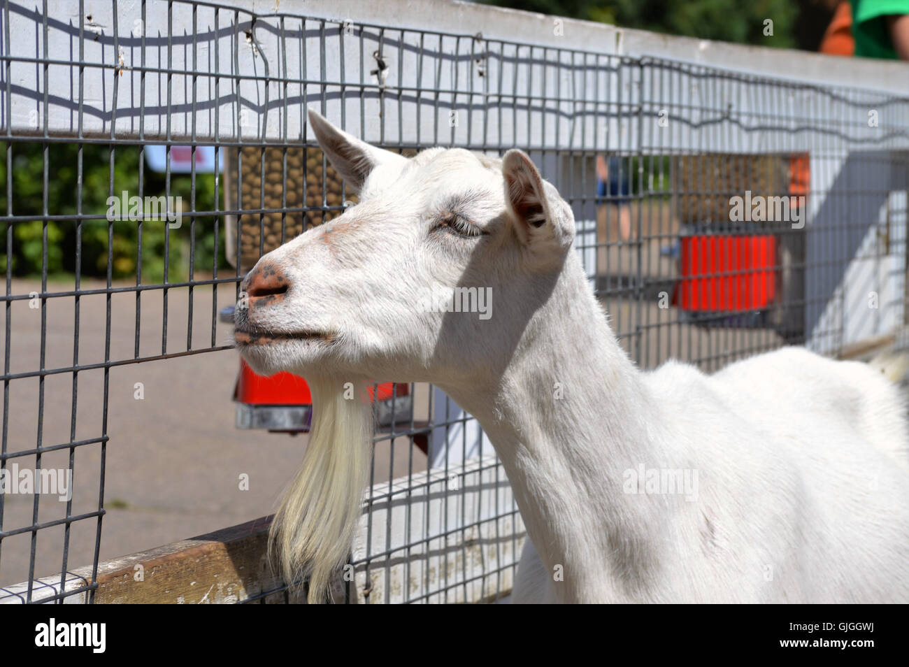 Goat in the Barnyard Stock Photo - Alamy