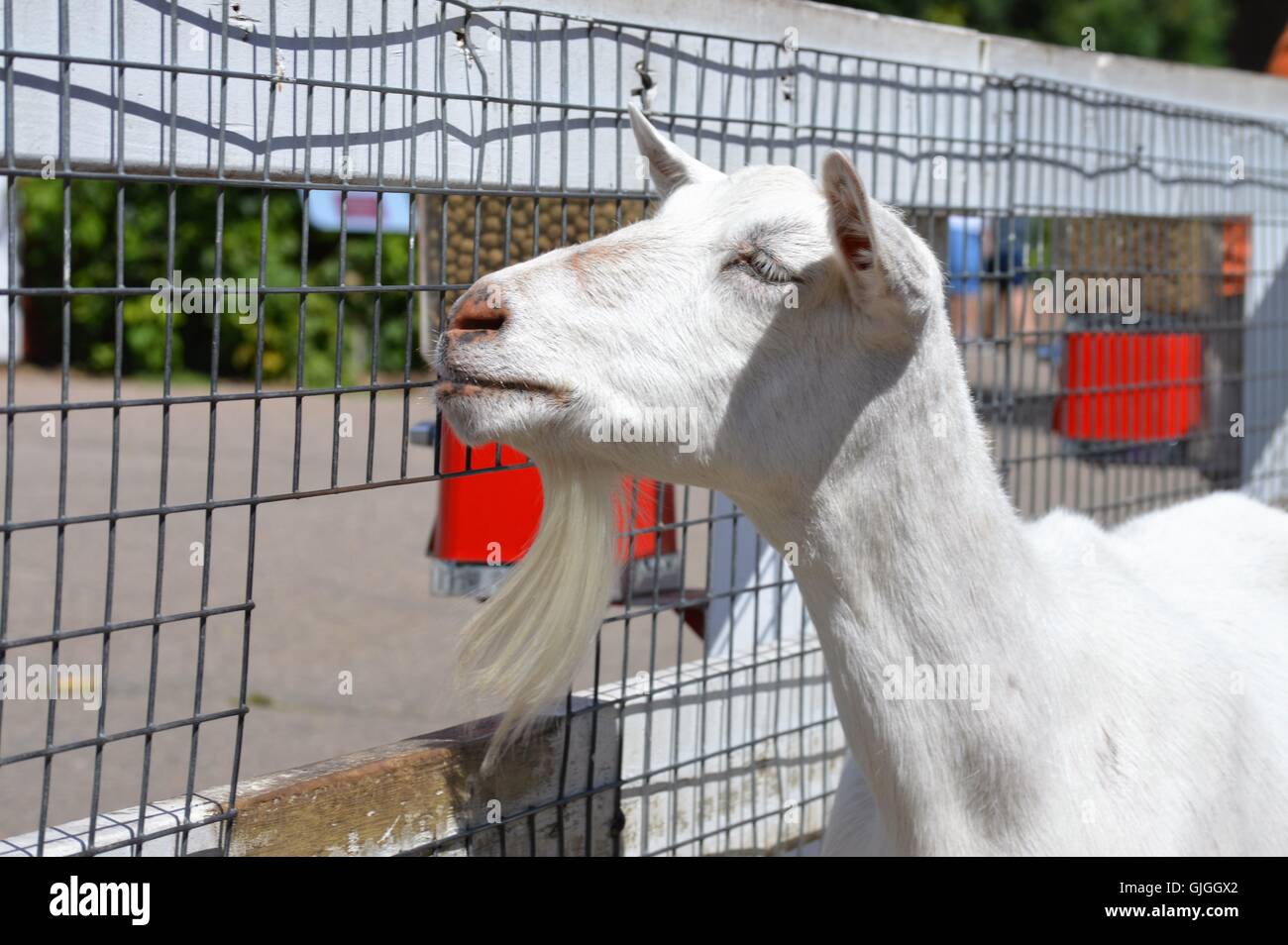 Goat in the Barnyard Stock Photo - Alamy
