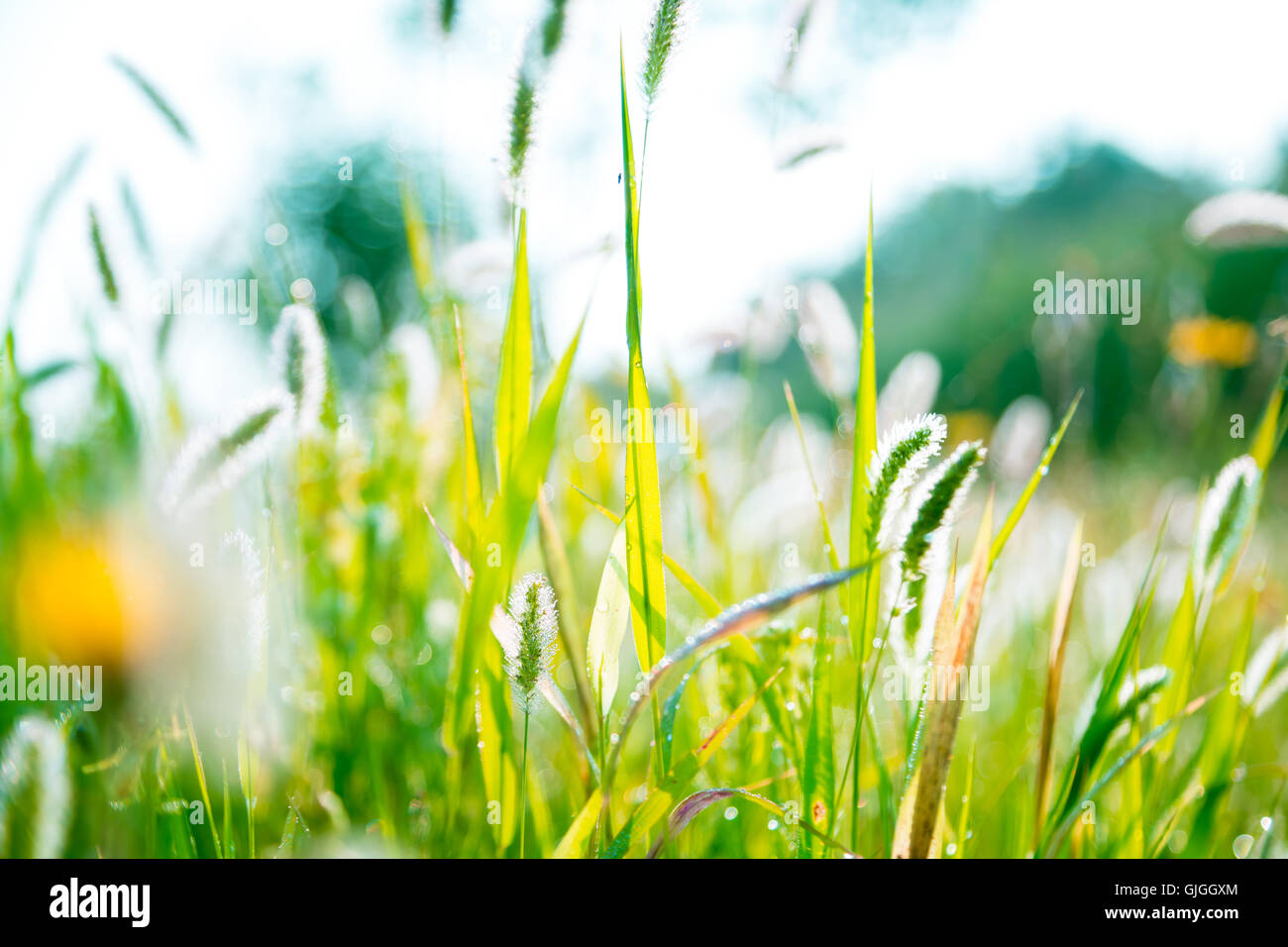 Soft focus landscape hi-res stock photography and images - Alamy