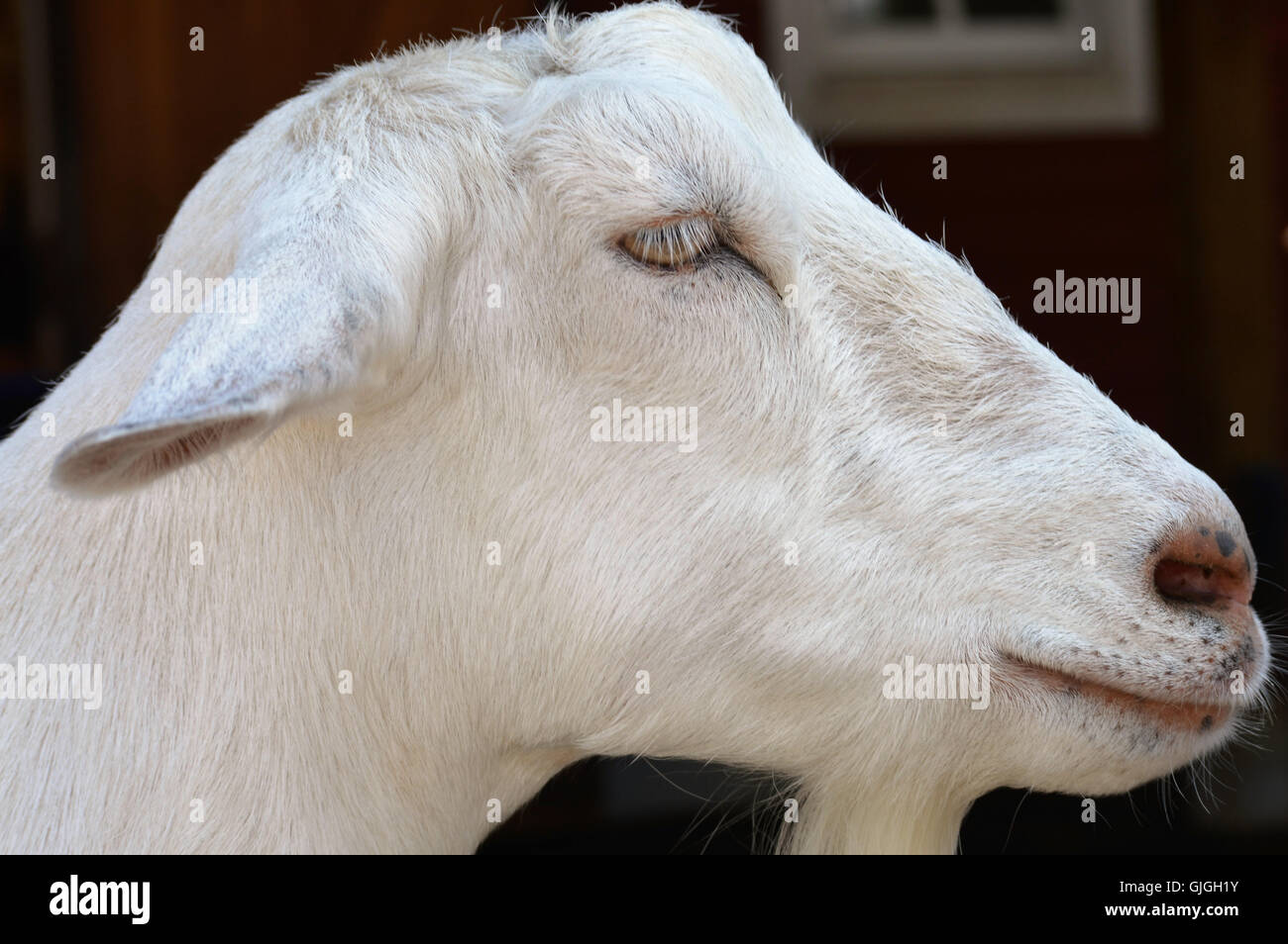 Goat in the Barnyard Stock Photo - Alamy