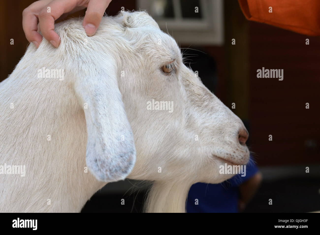 Goat in the Barnyard Stock Photo - Alamy