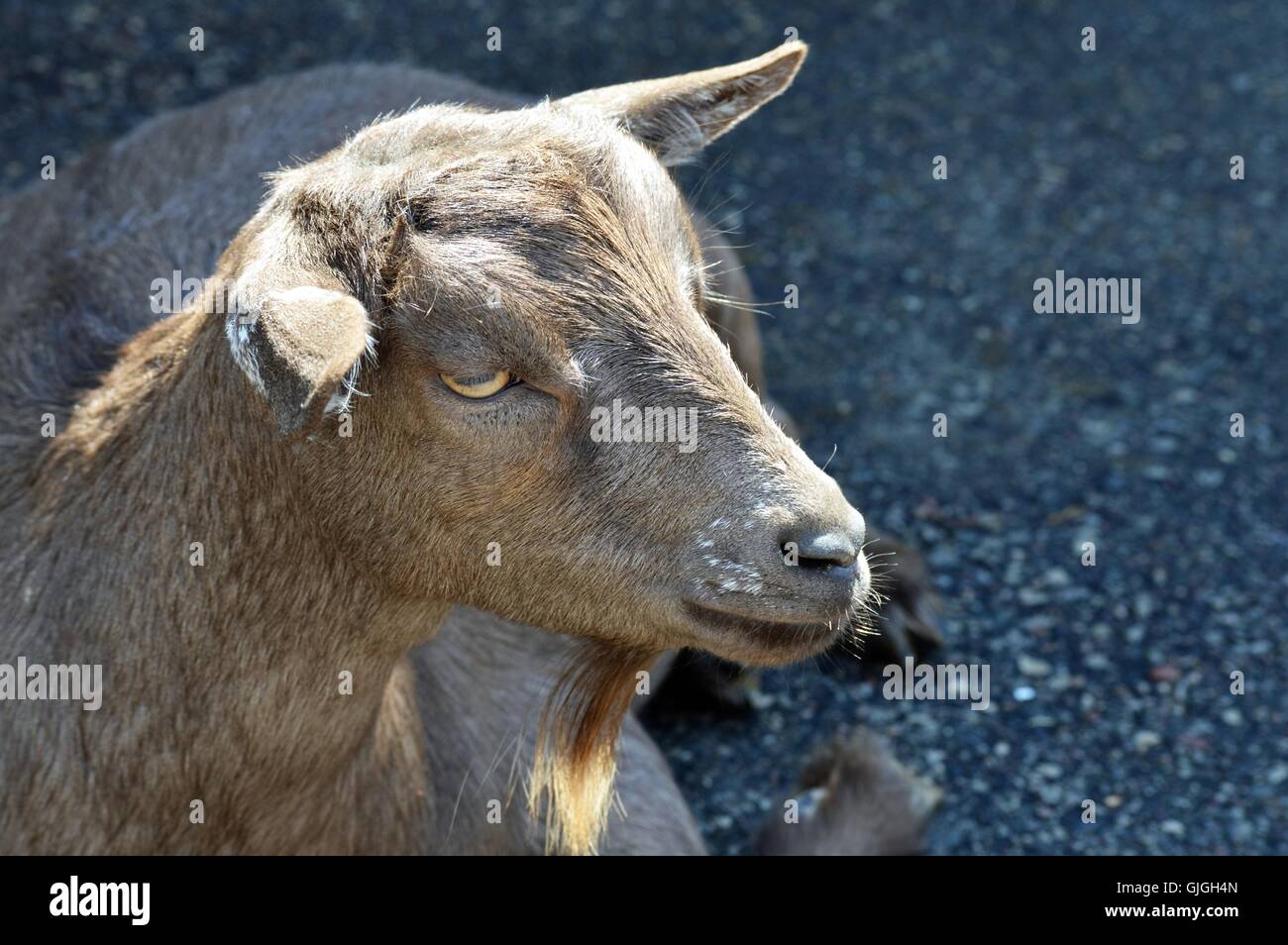 Goat in the Barnyard Stock Photo - Alamy