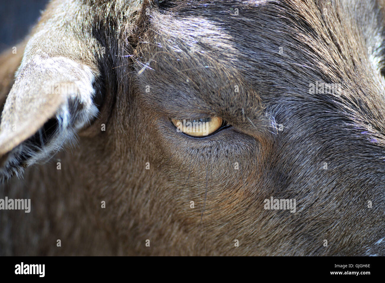 Back At The Barnyard Goat at Elijah Gannon blog