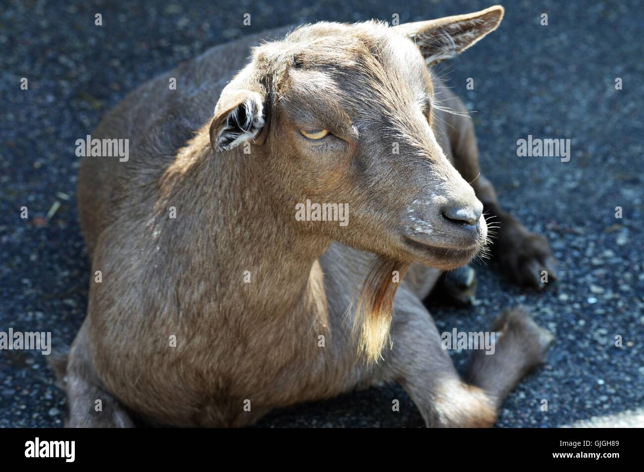 Back At The Barnyard Goat at Elijah Gannon blog