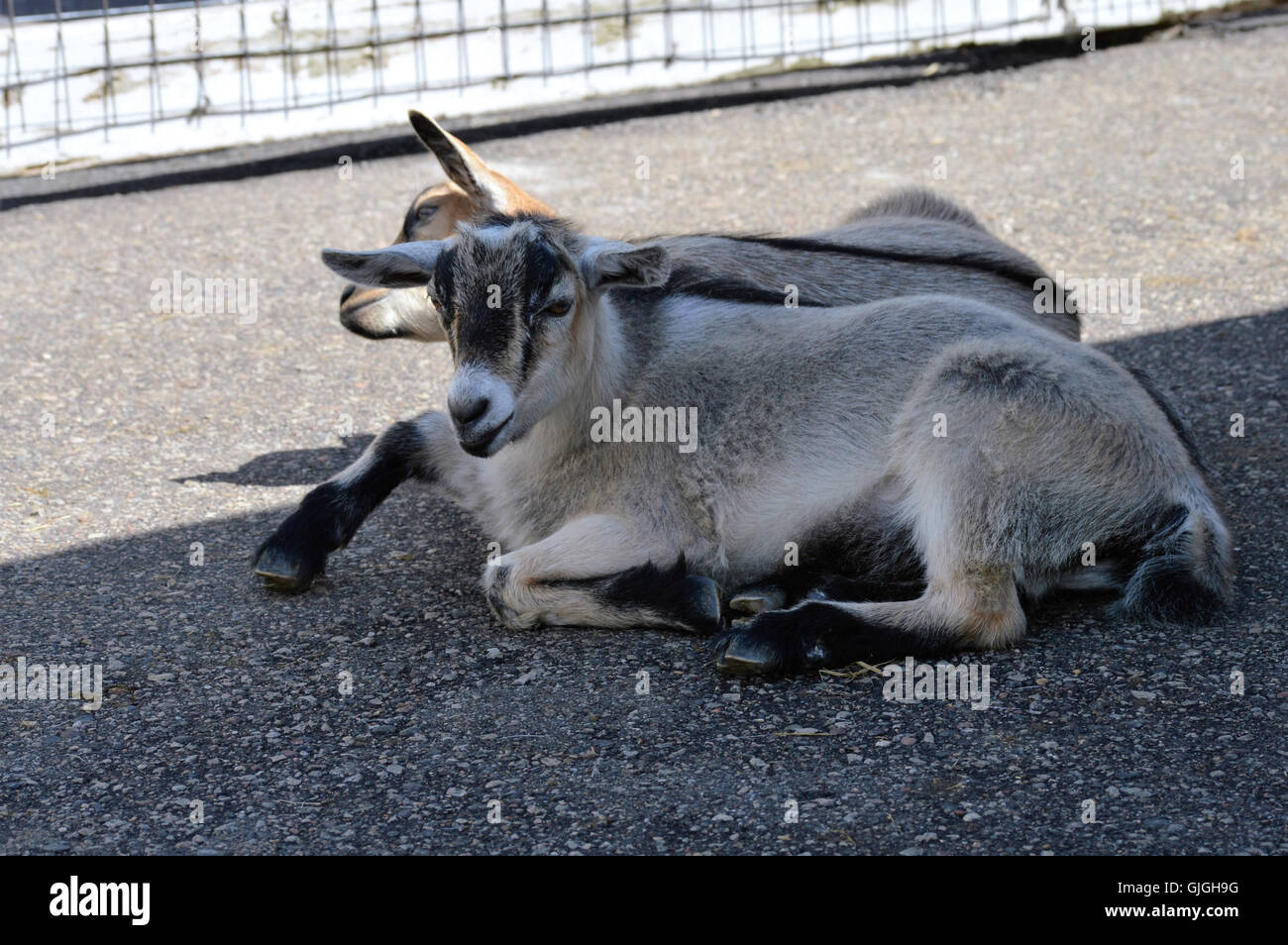 Goat in the Barnyard Stock Photo - Alamy