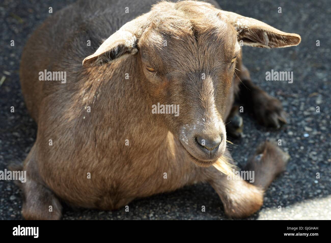 Goat in the Barnyard Stock Photo - Alamy