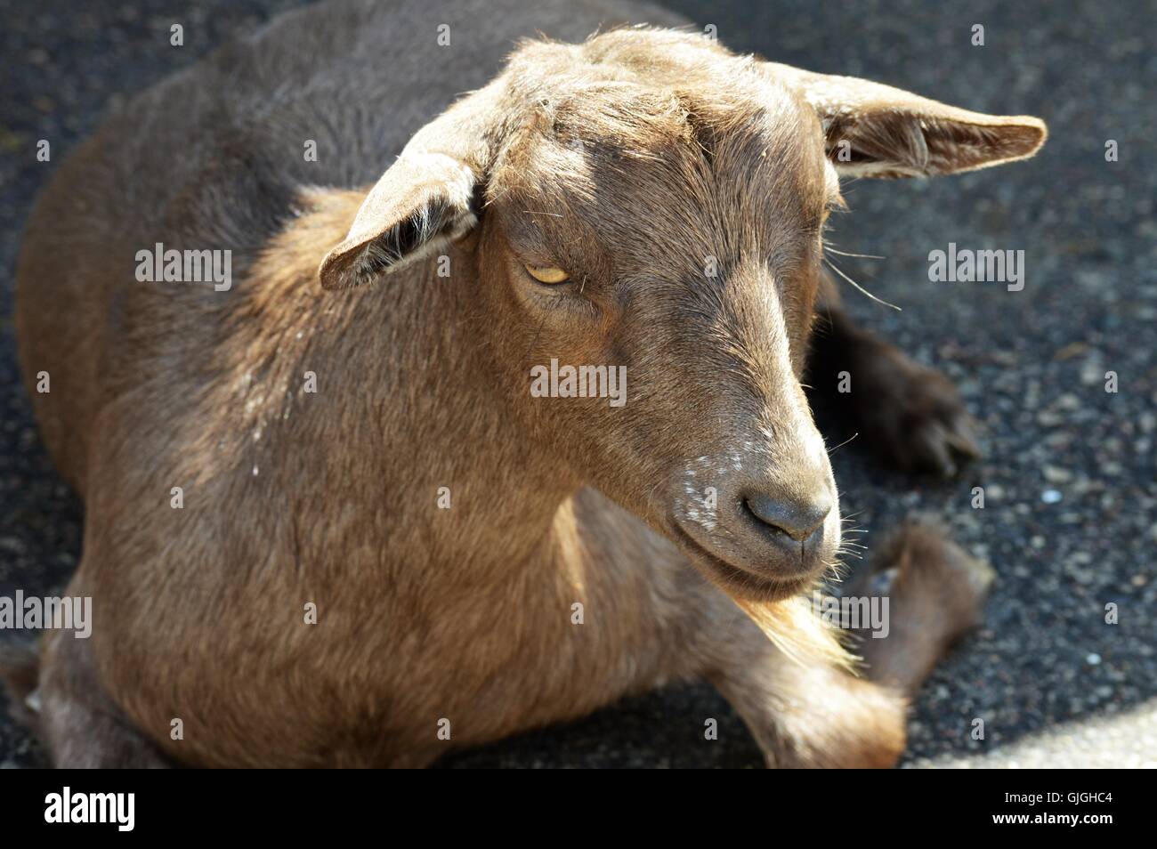 Goat in the Barnyard Stock Photo - Alamy