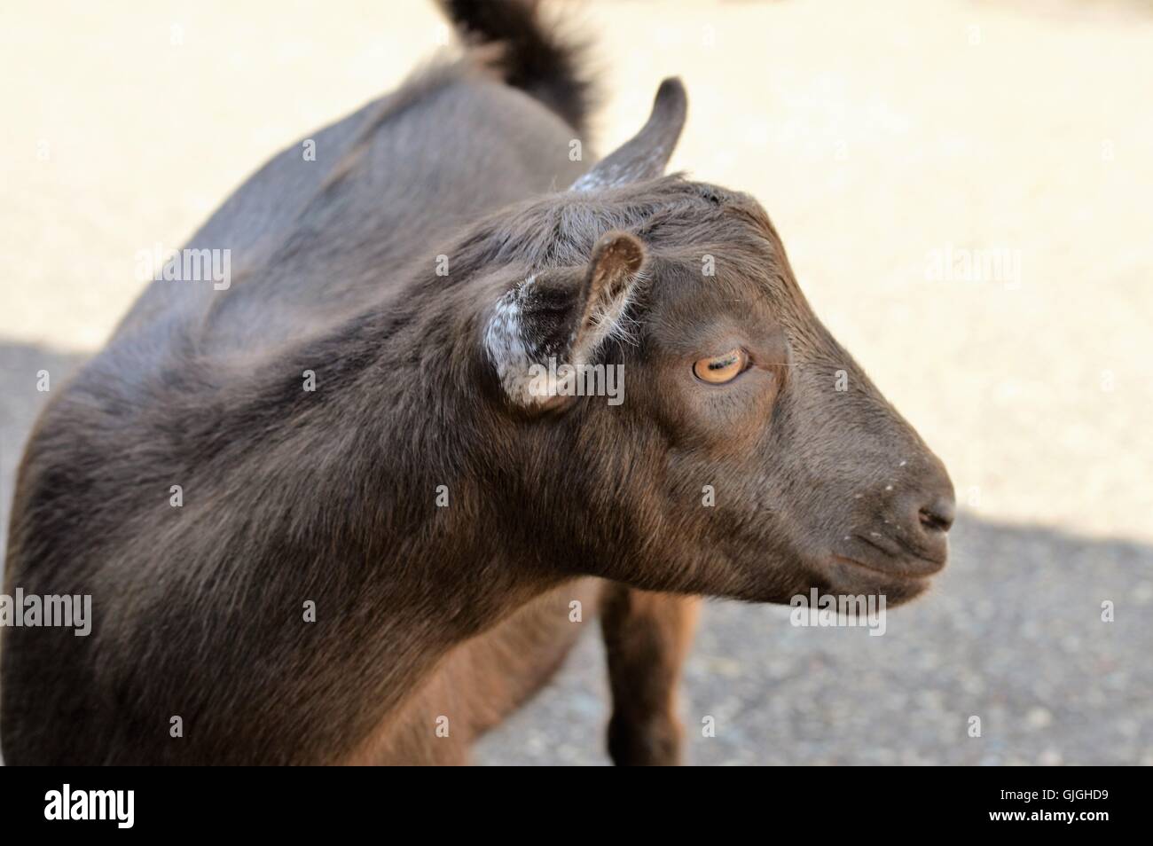 Goat in the Barnyard Stock Photo - Alamy