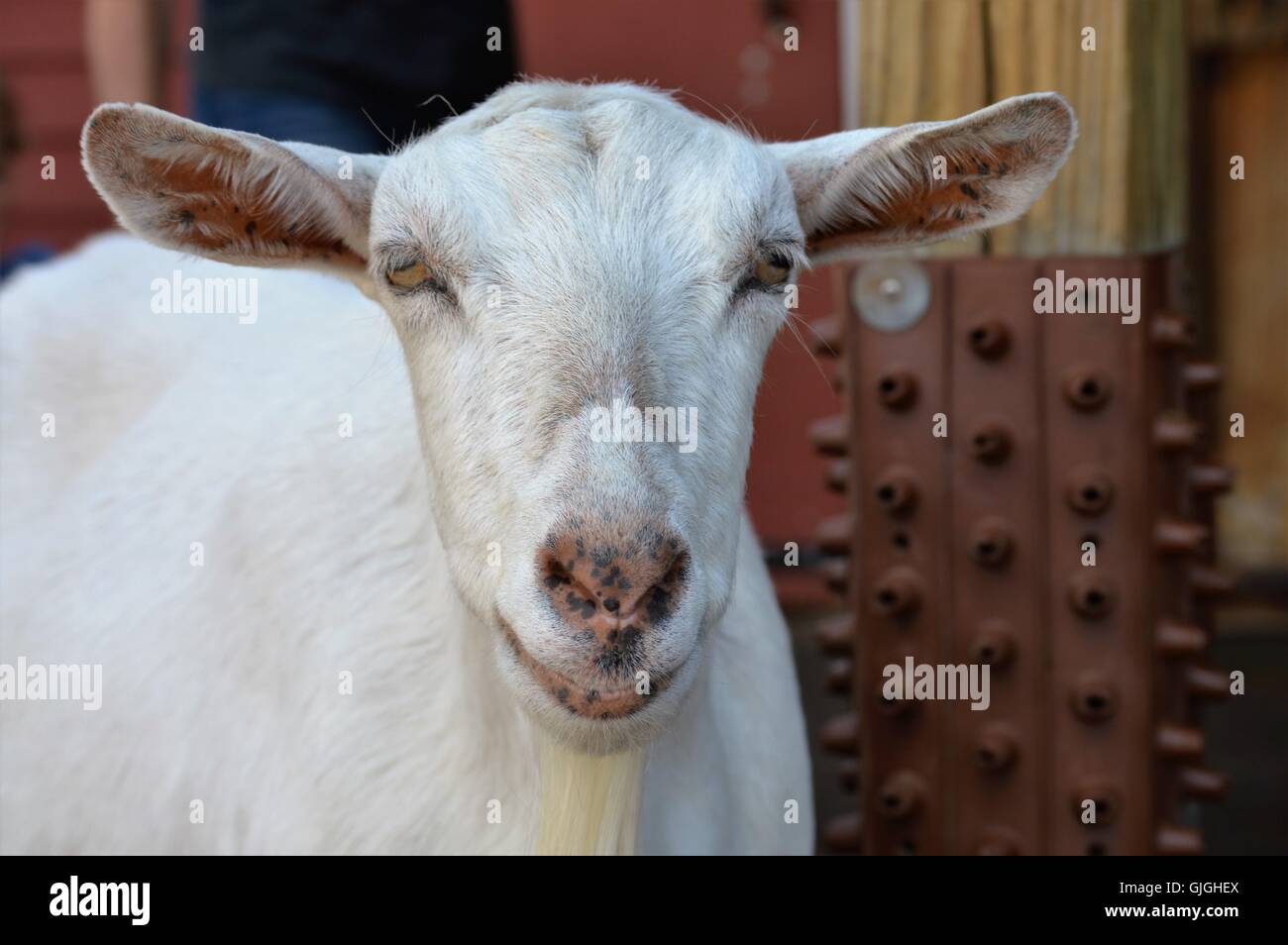 Goat in the Barnyard Stock Photo - Alamy