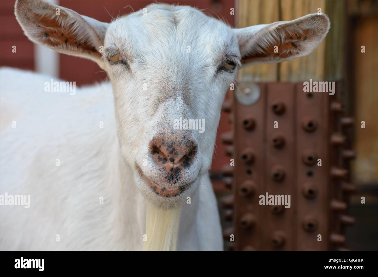 Back At The Barnyard Goat at Elijah Gannon blog