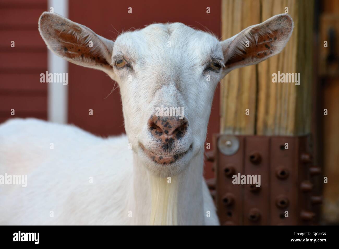 Goat in the Barnyard Stock Photo - Alamy