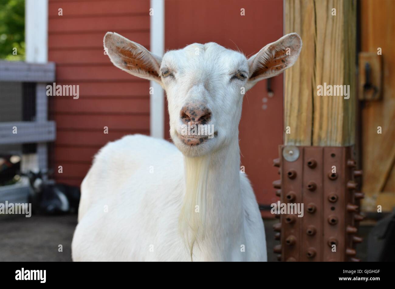 Goat in the Barnyard Stock Photo - Alamy
