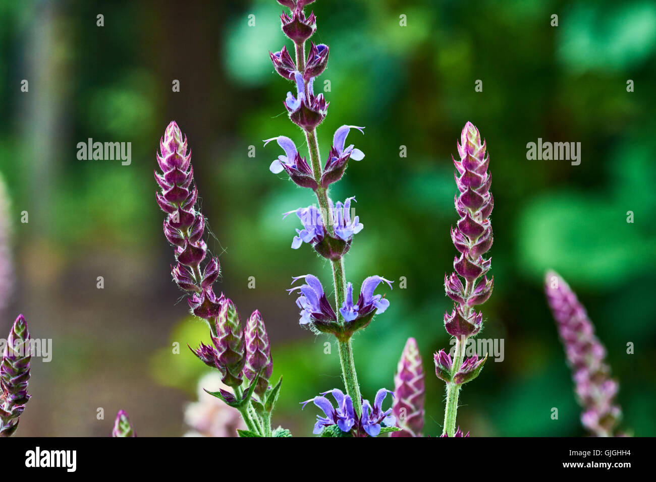 Sprig of flowers hi-res stock photography and images - Alamy