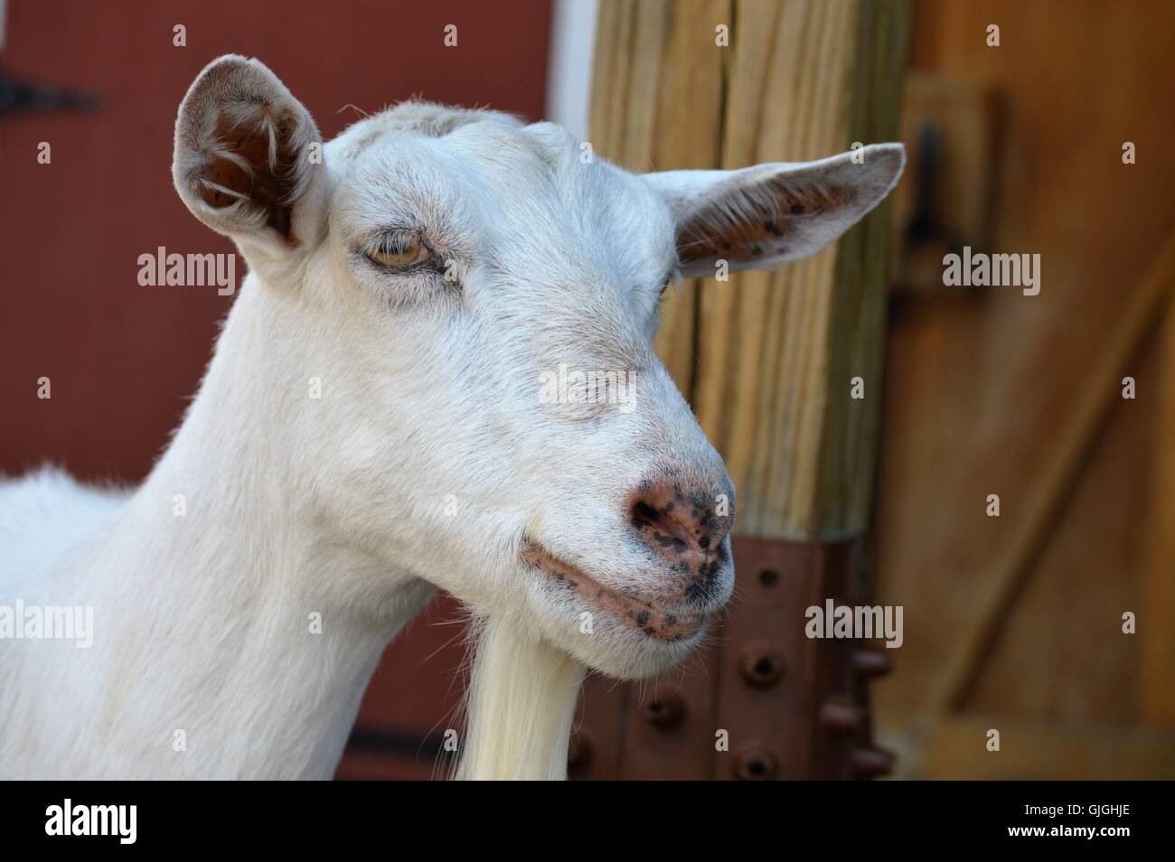 Goat in the Barnyard Stock Photo - Alamy