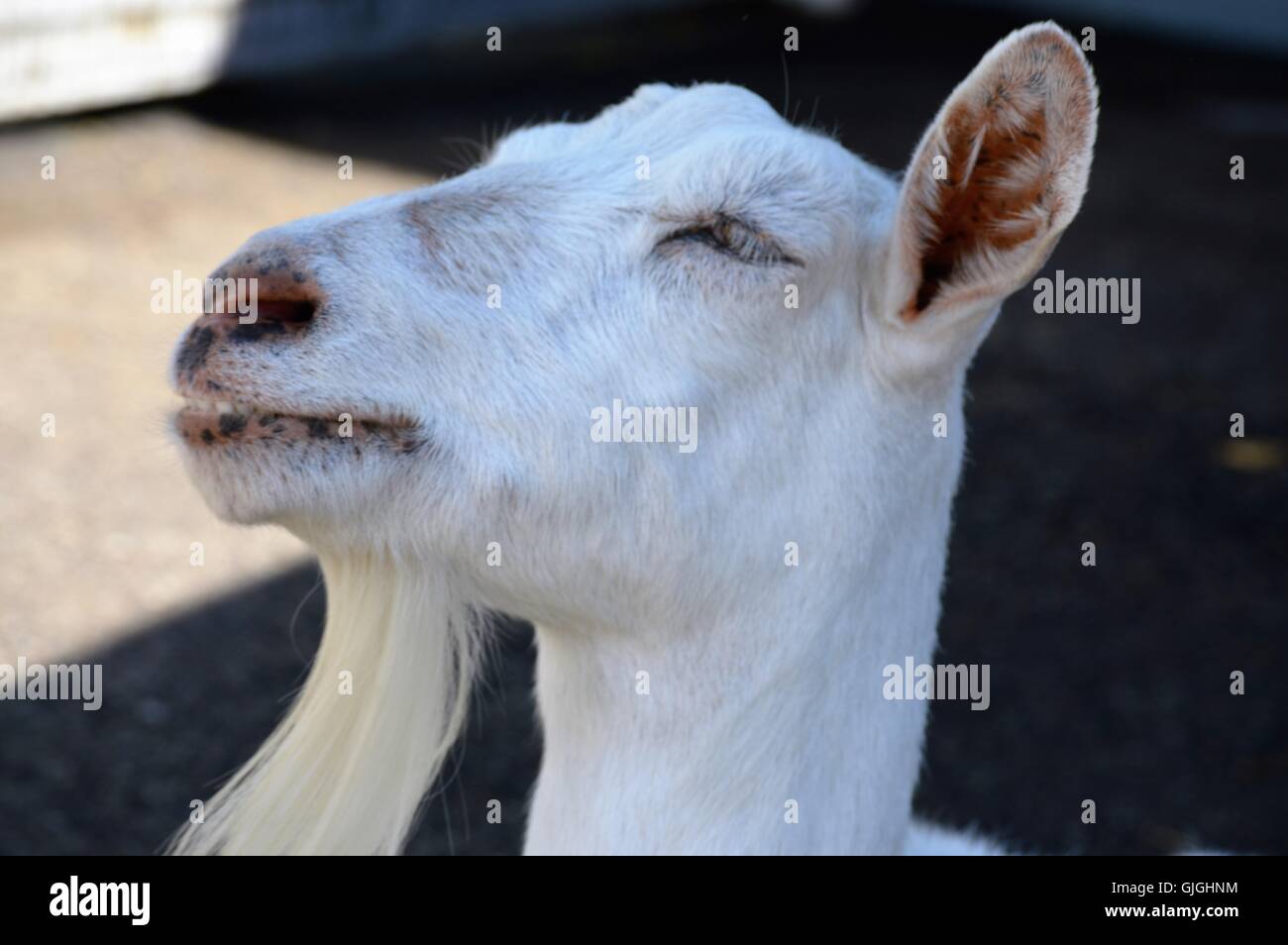 Goat in the Barnyard Stock Photo - Alamy
