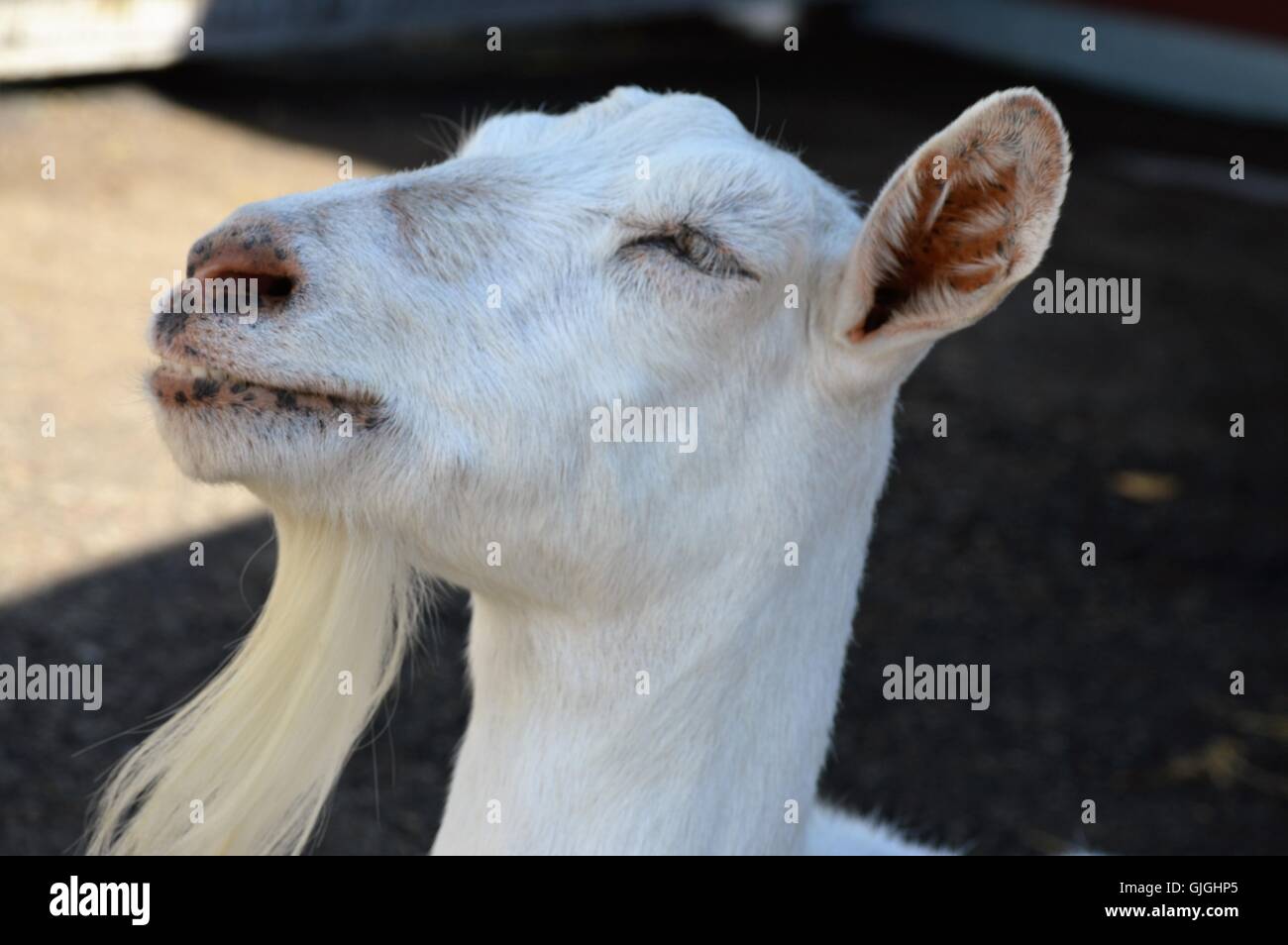 Goat in the Barnyard Stock Photo - Alamy
