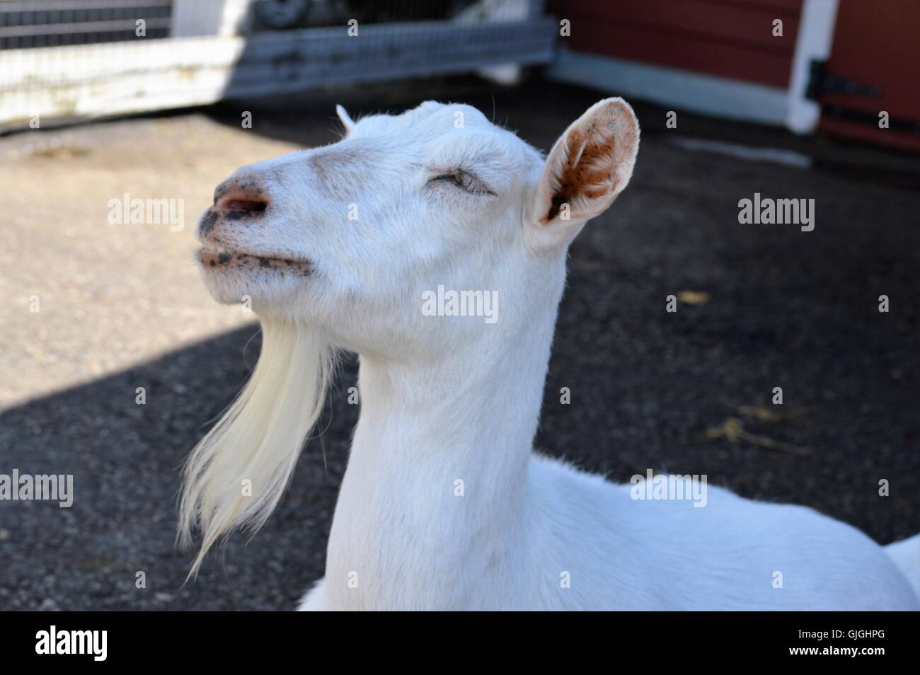 Back At The Barnyard Goat at Elijah Gannon blog