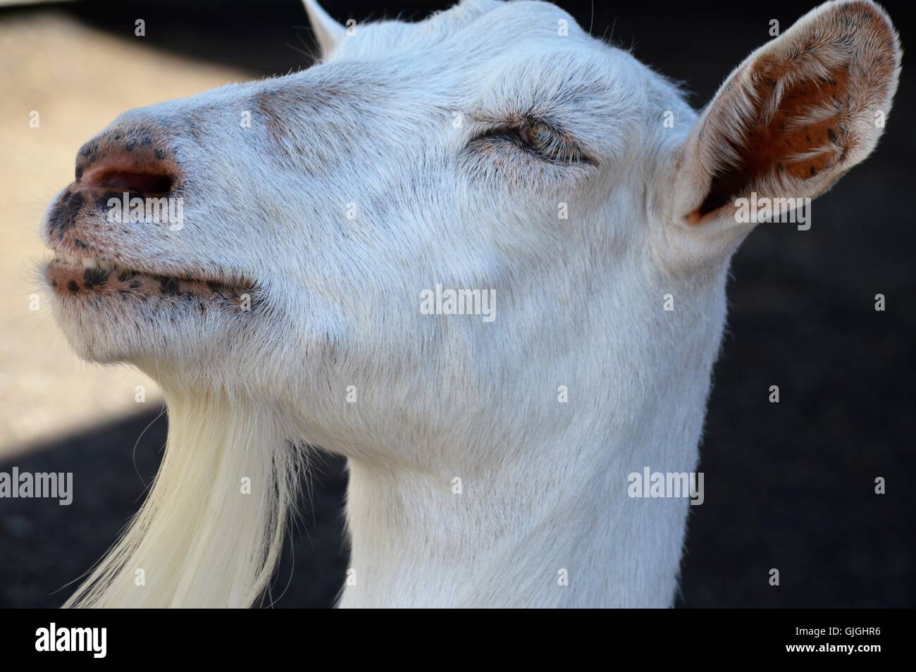 Goat in the Barnyard Stock Photo - Alamy