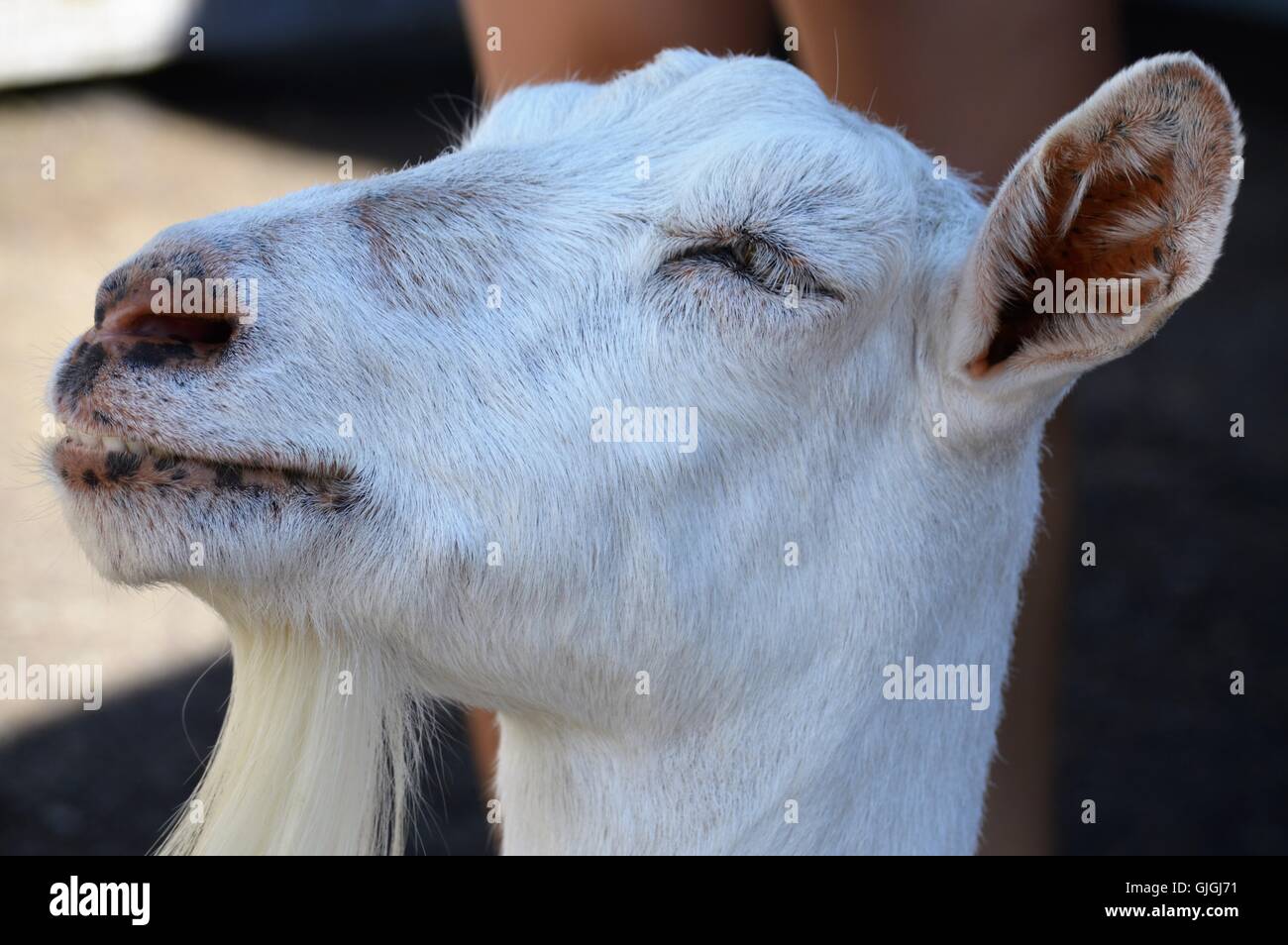 Back At The Barnyard Goat at Elijah Gannon blog