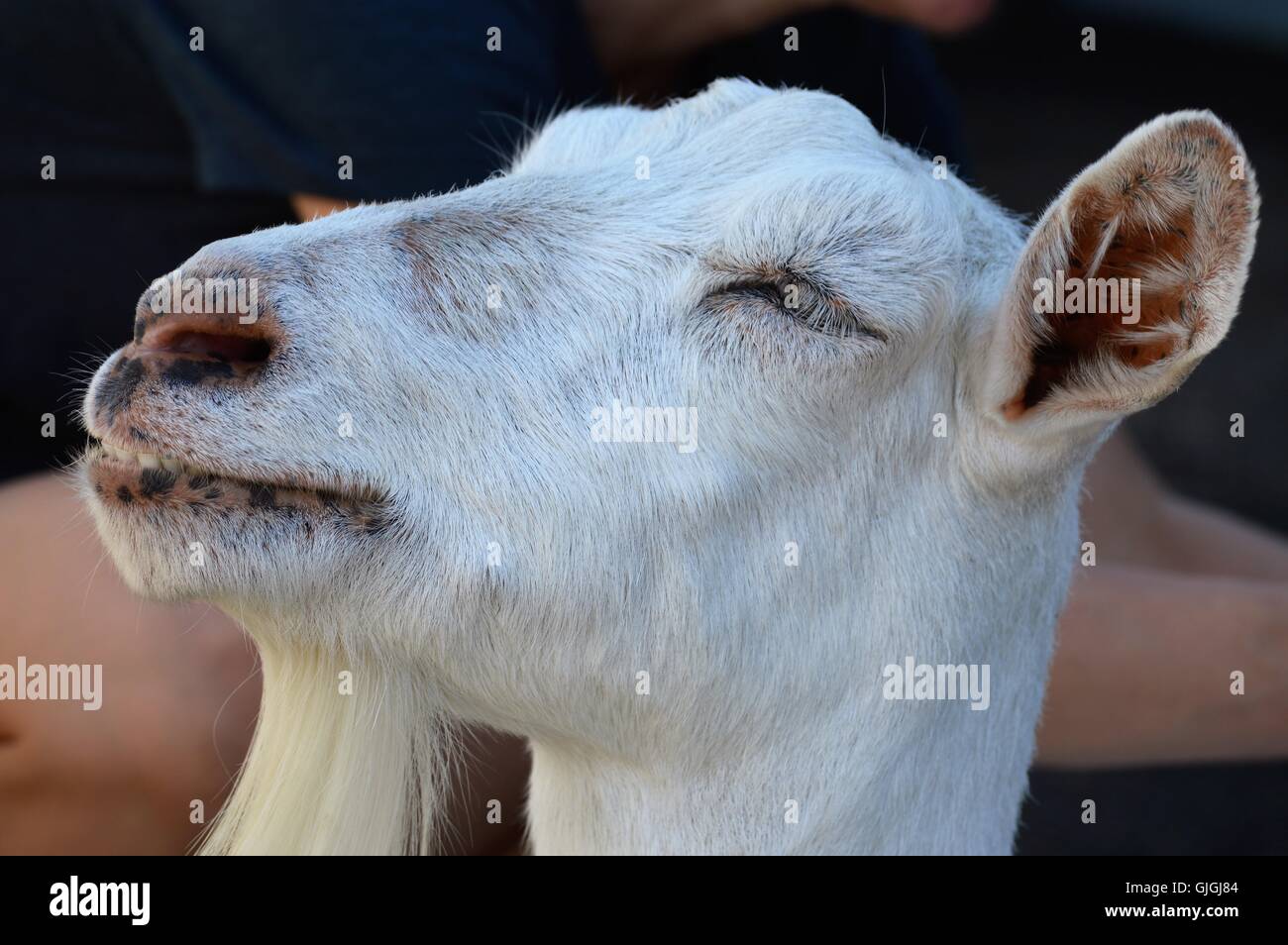 Goat in the Barnyard Stock Photo - Alamy
