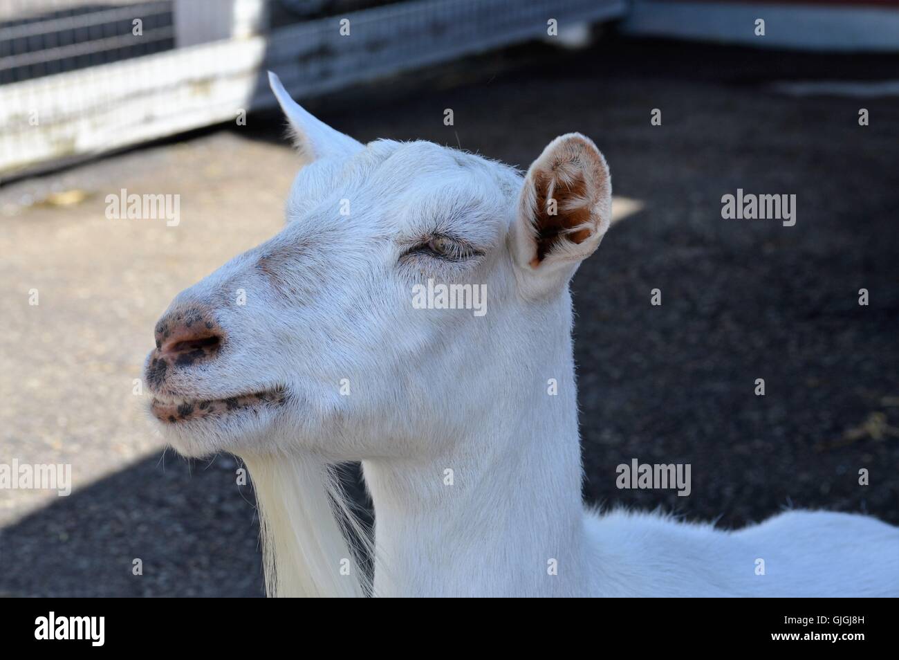 Goat in the Barnyard Stock Photo - Alamy
