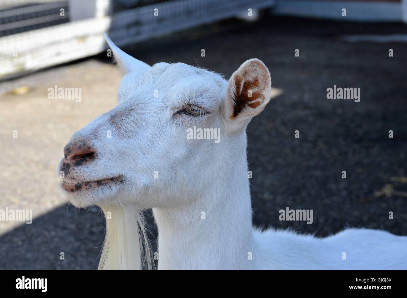 Goat in the Barnyard Stock Photo - Alamy