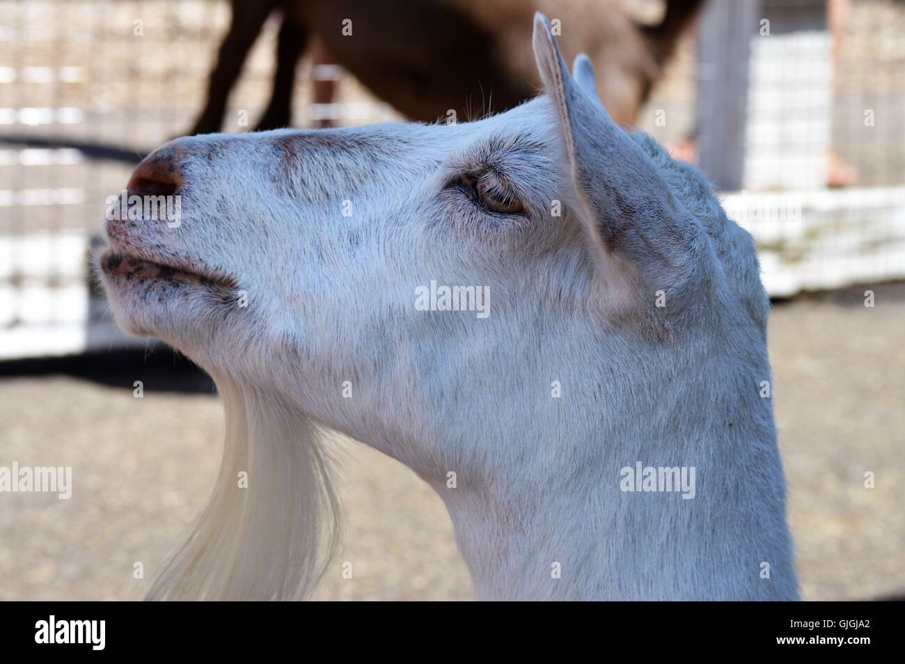 Goat in the Barnyard Stock Photo - Alamy