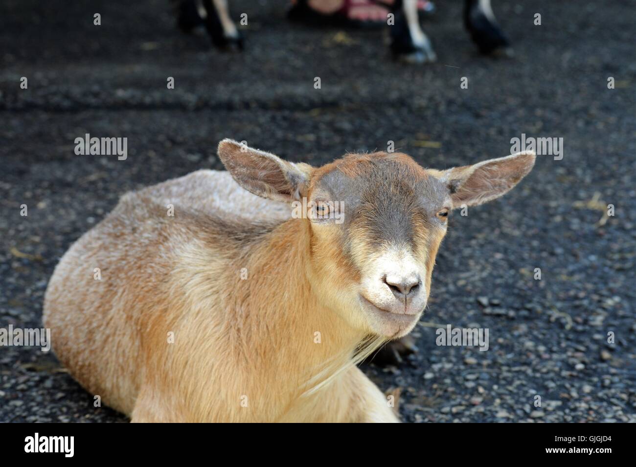Goat in the Barnyard Stock Photo - Alamy
