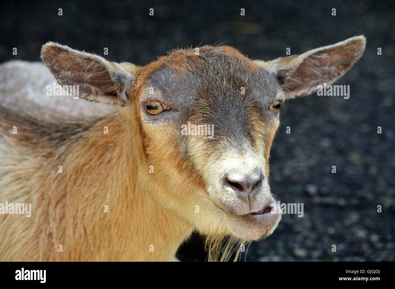 Goat in the Barnyard Stock Photo - Alamy