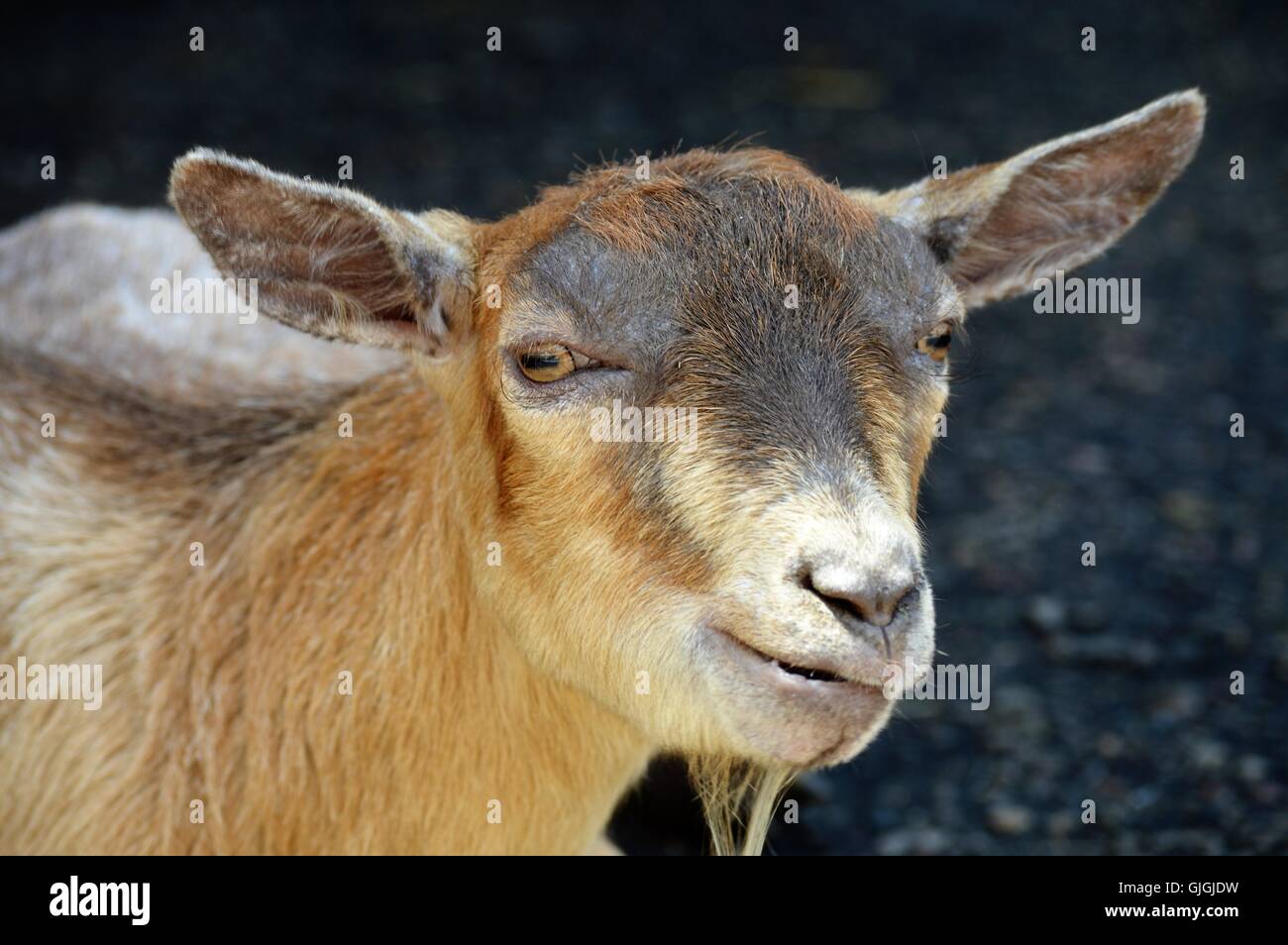 Goat in the Barnyard Stock Photo - Alamy