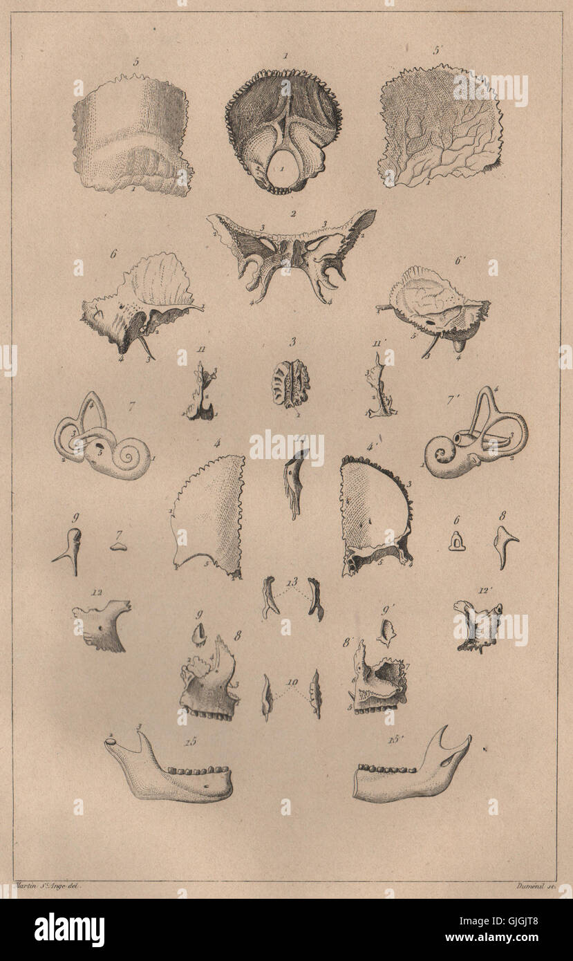 Vintage skull anatomy hi-res stock photography and images - Alamy