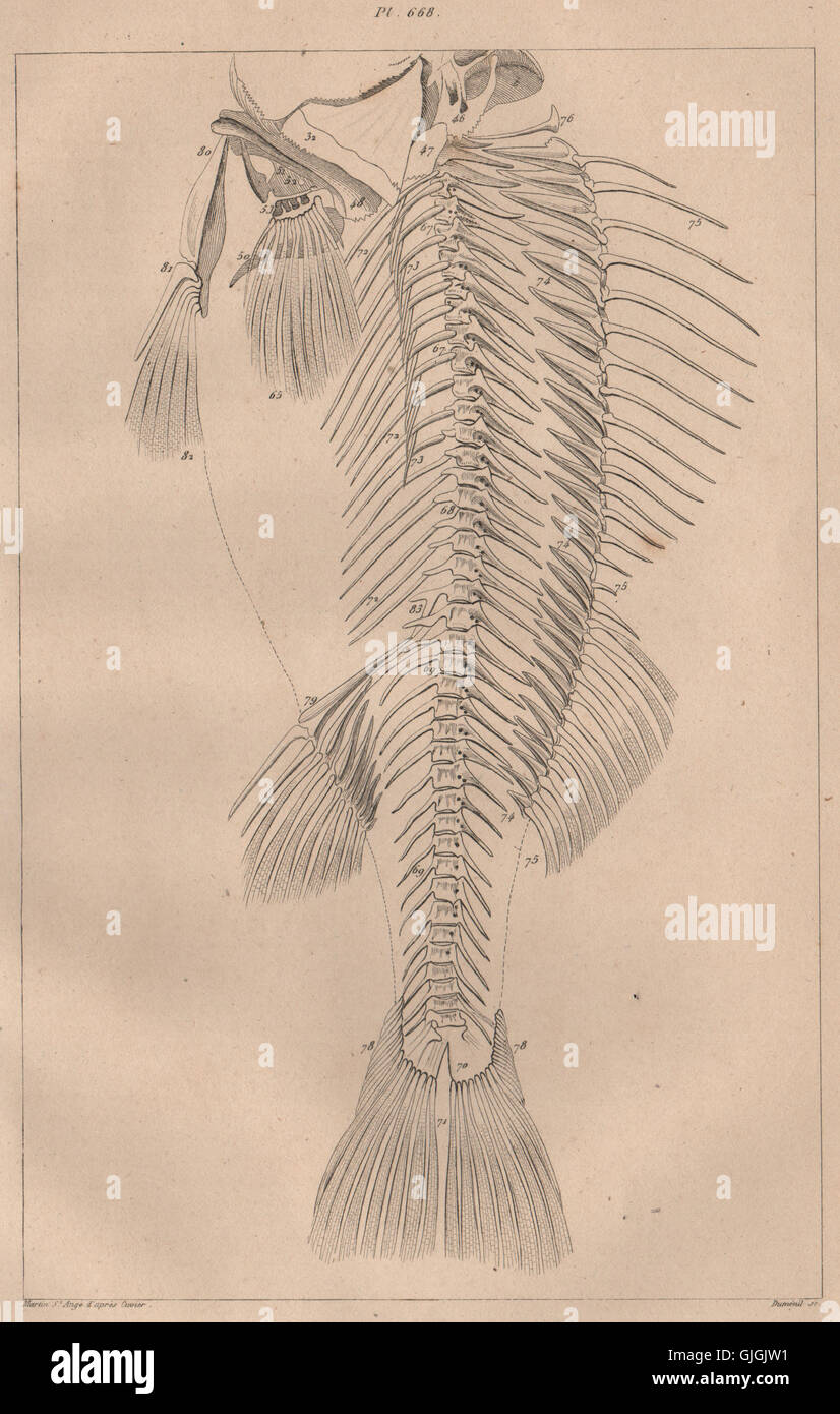 FISH SKELETON: Squelette de Poisson (Skeleton Fish), antique print 1834 ...