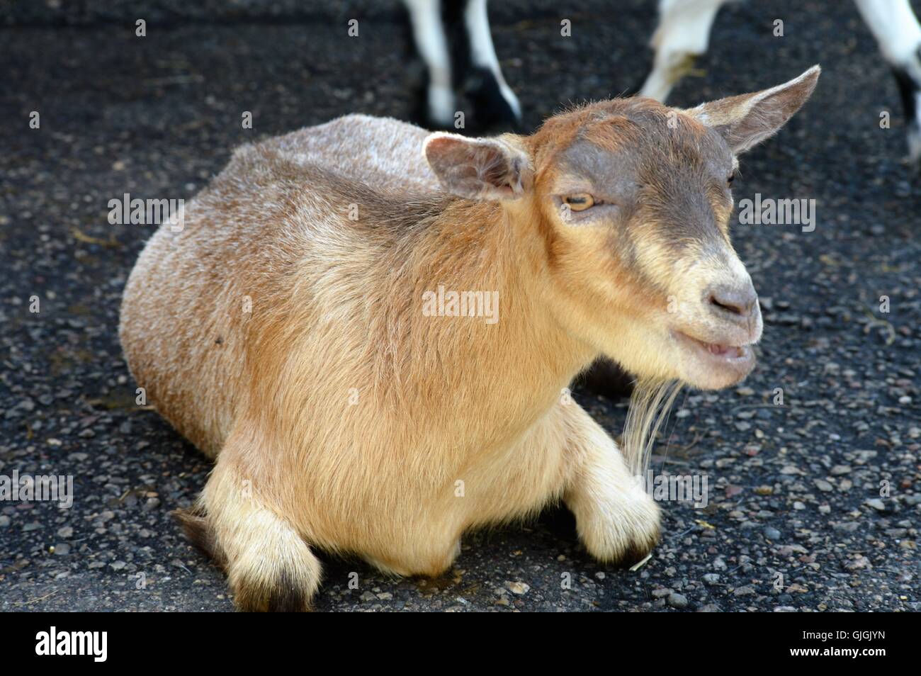 Goat in the Barnyard Stock Photo - Alamy