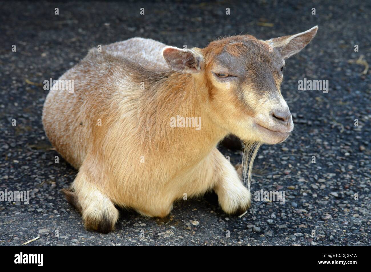 Back At The Barnyard Goat at Elijah Gannon blog