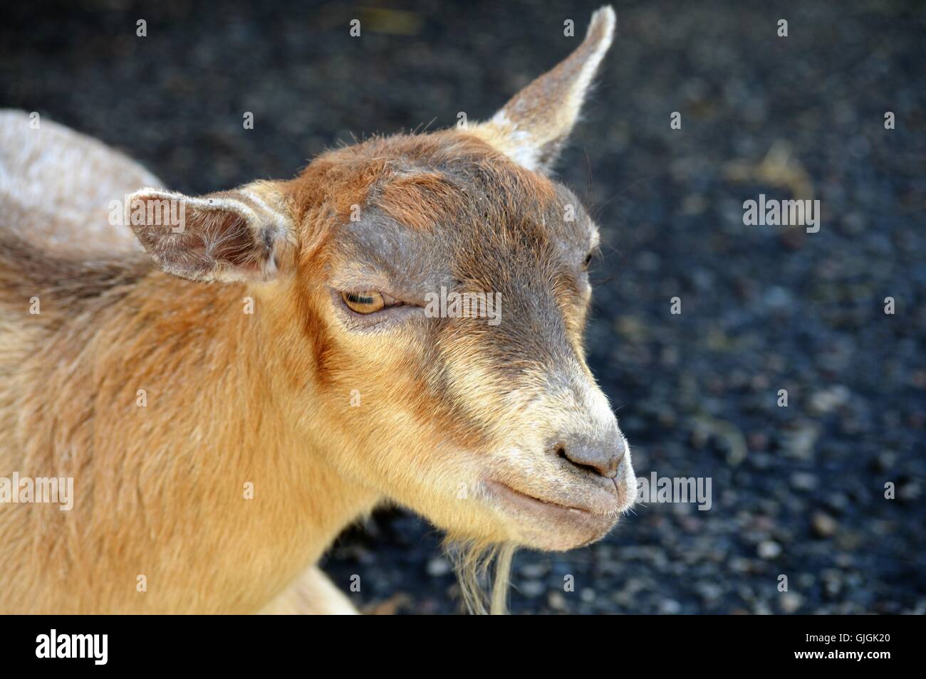 Goat in the Barnyard Stock Photo - Alamy