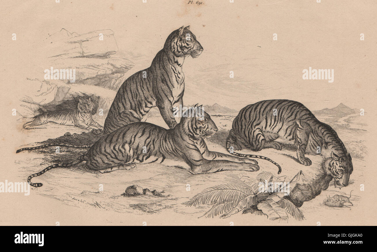 MAMMALS: Tigre (Tiger), antique print 1834 Stock Photo - Alamy