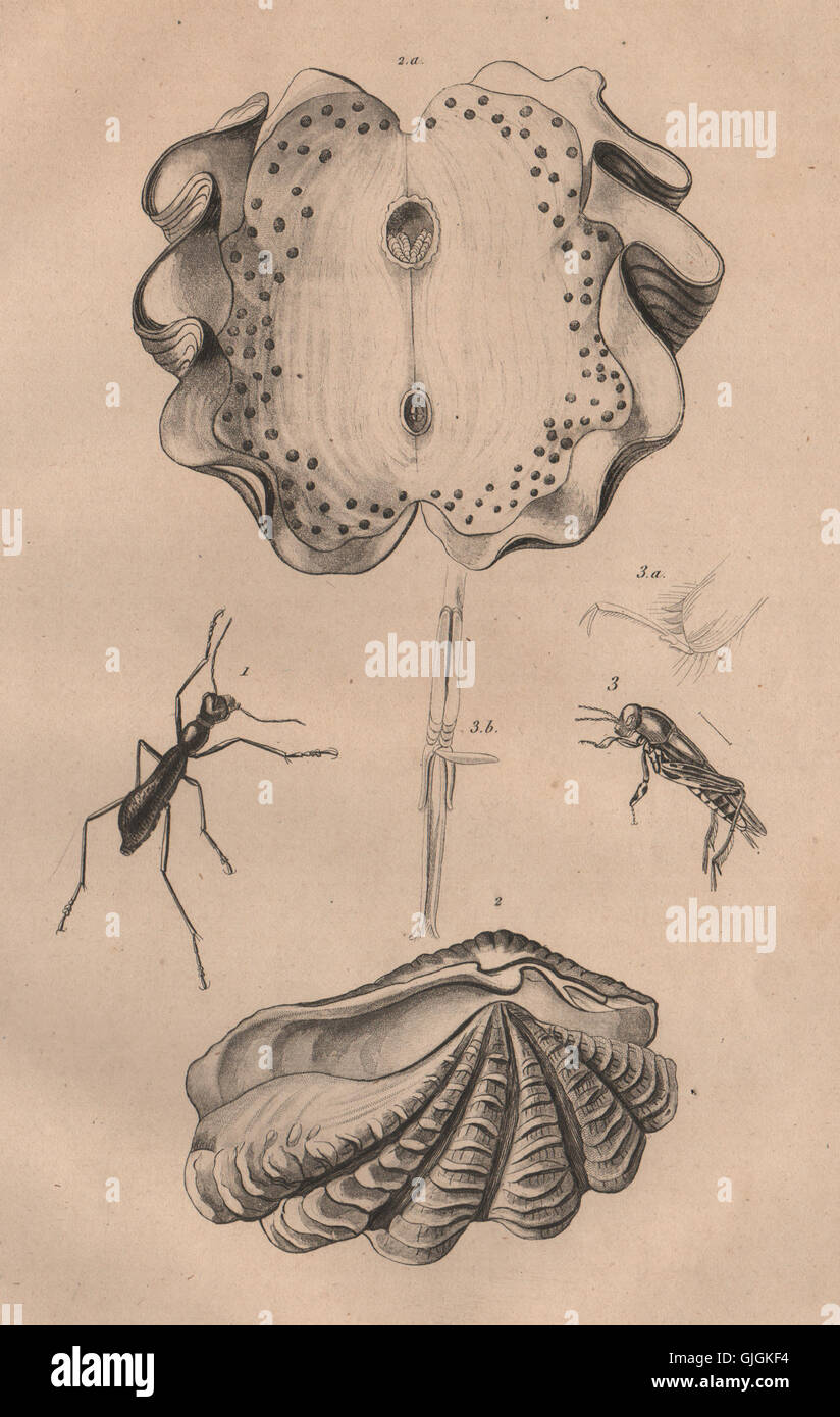 Tricondyle. Tridacne Bénitier (Giant Clam). Tridactyle, antique print ...