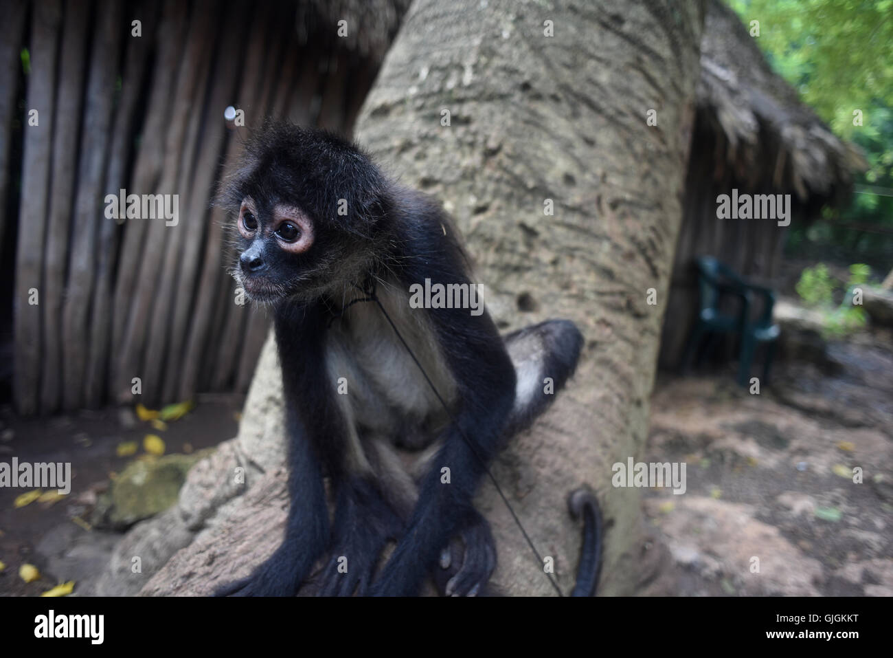 Campamento Hidalgo, Mexico. 05th Aug, 2016. The monkey Cesar pictured ...