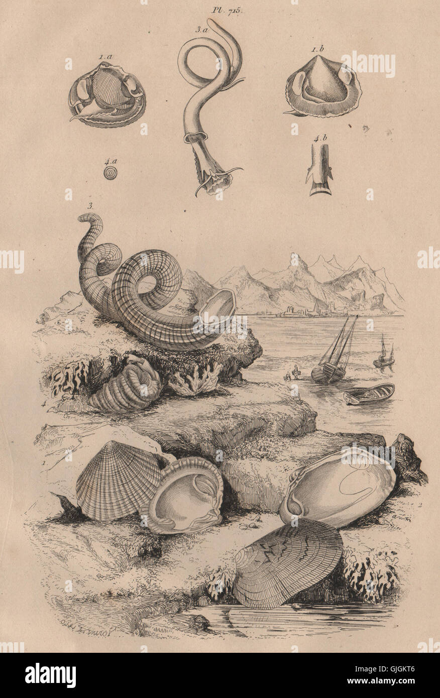 Vermetidae hi-res stock photography and images - Alamy