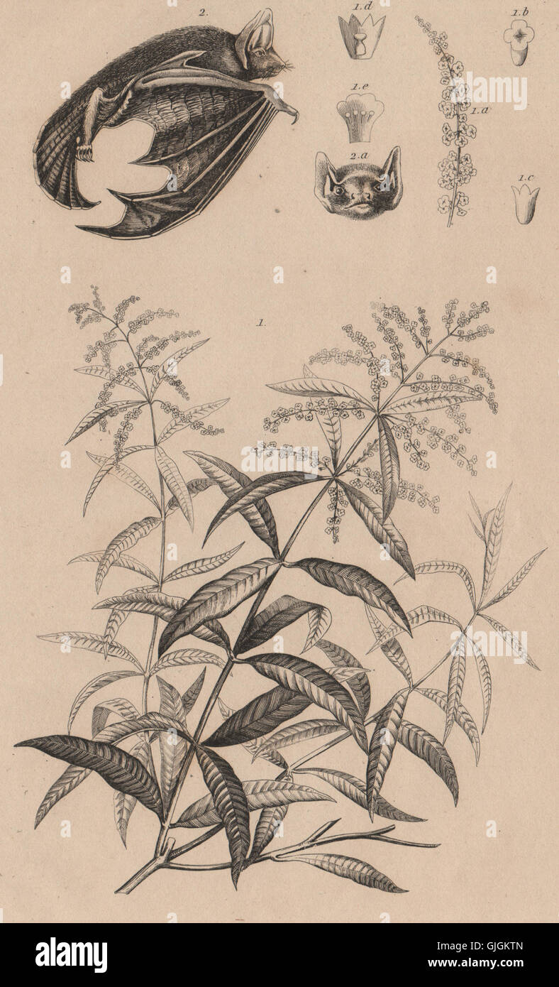Verveine (Verbena). Vespertilionidae (Vesper bat), antique print 1834 ...